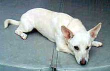 Being a good alpha (pack leader)